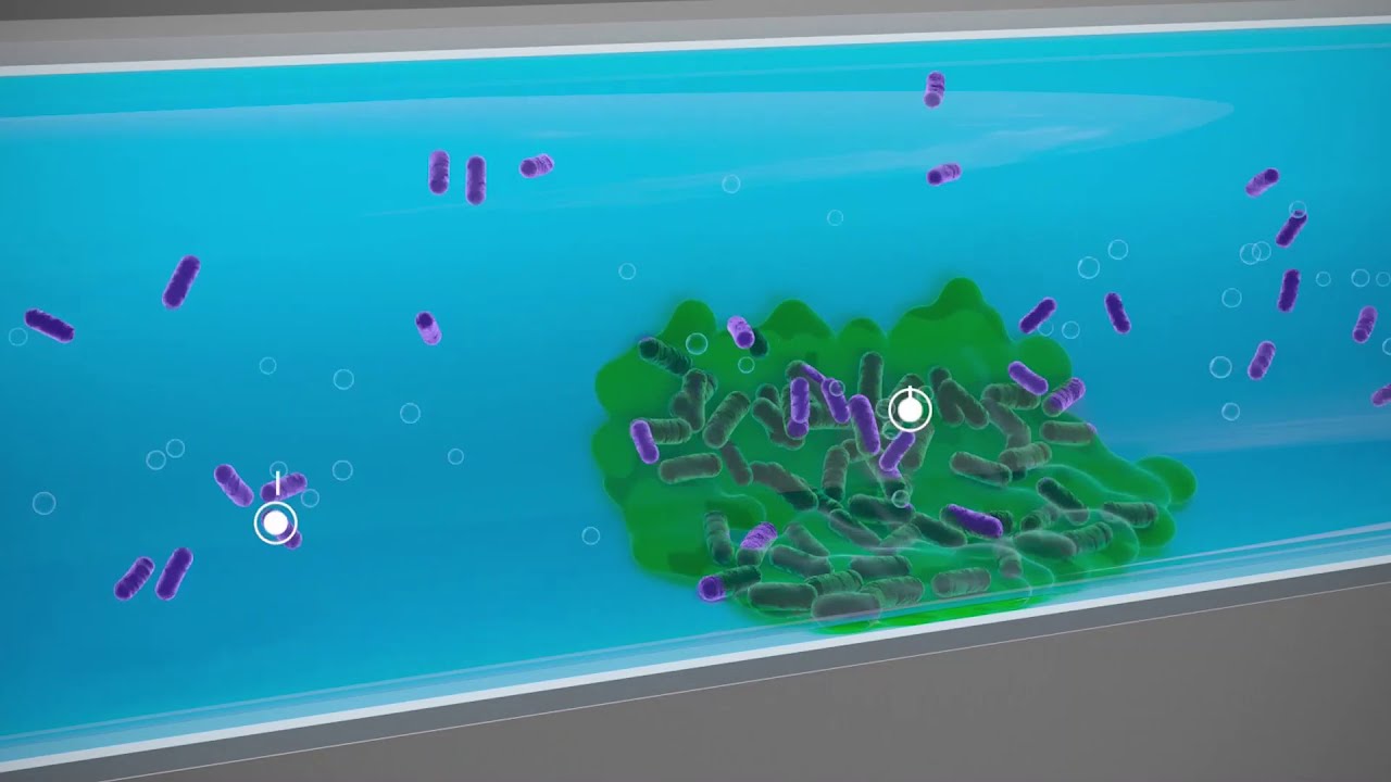 Sanification with "Biohealthy water": How to eradicate legionella ...