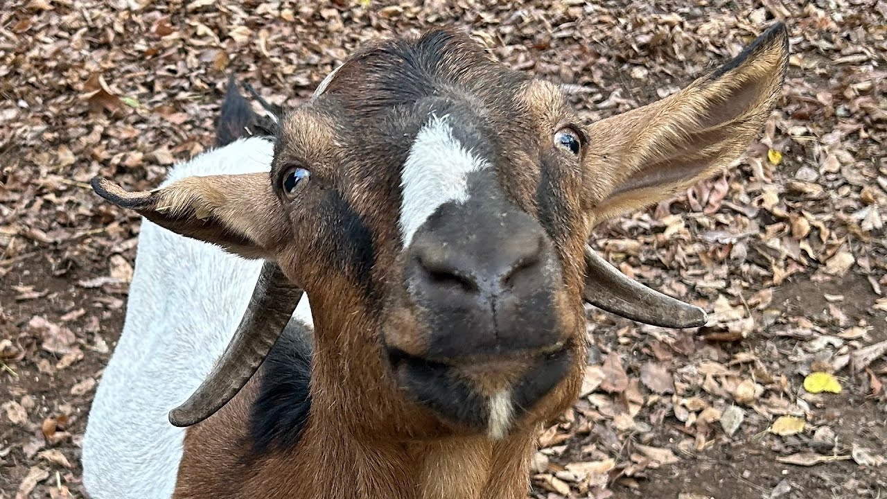Derpy goats time-lapse - YouTube