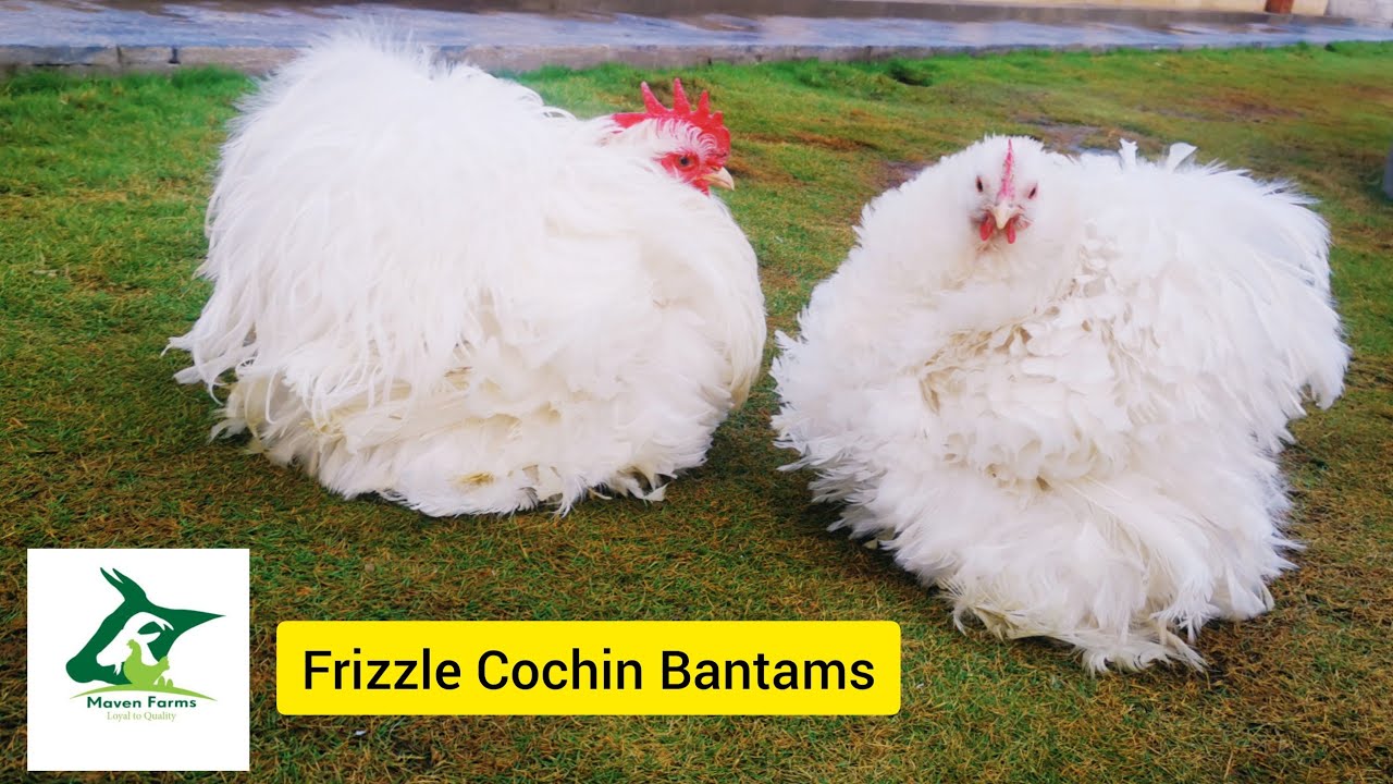 Frizzle Cochin Bantams || Top quality Ringbirds || Maven Farms - YouTube