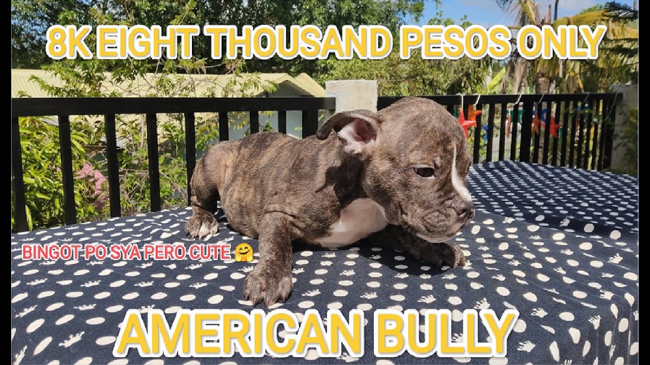 AMERICAN BULLY NA BINGOT SOBRANG BAIT NYA PO ️ ️ - YouTube