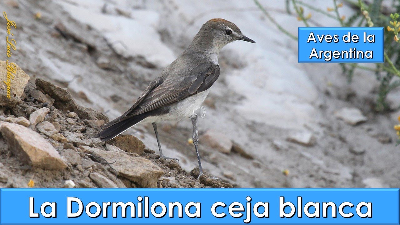 DORMILONA CEJA BLANCA, White-browed Ground-tyrant, Muscisaxicola ...