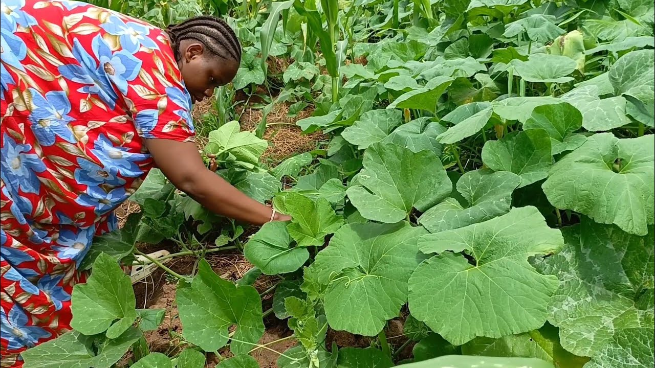 Farm to Table: Gathering Food in an African Village - YouTube
