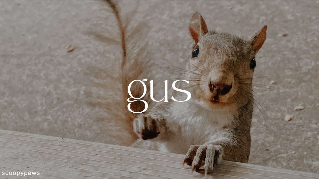 gus! - YouTube
