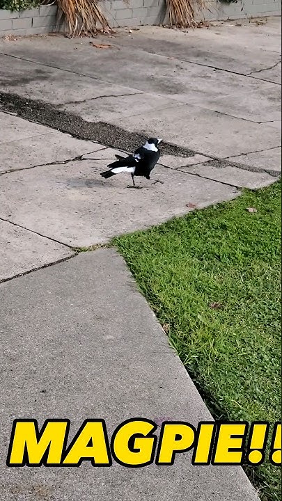 MAGPIE!!!!! #magpie - YouTube