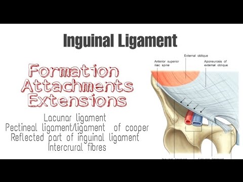 Inguinal ligament | Formation, Attachments and Extensions - YouTube