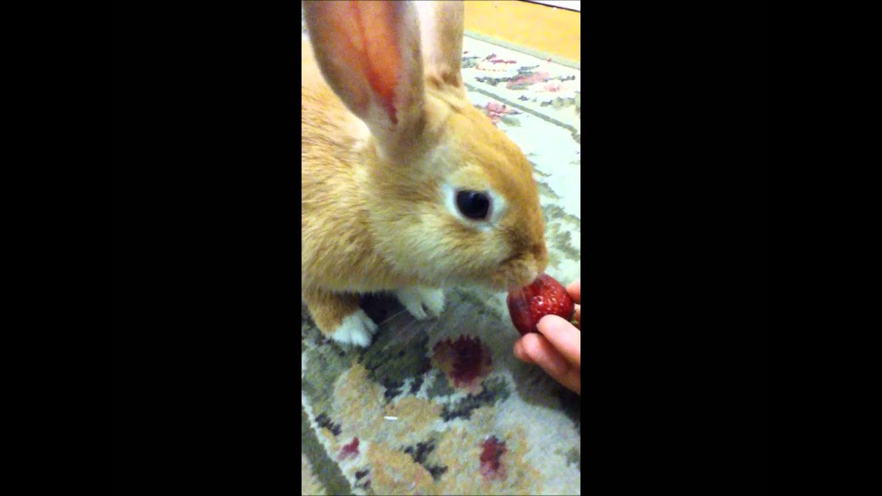 Bunny eating a strawberry - YouTube