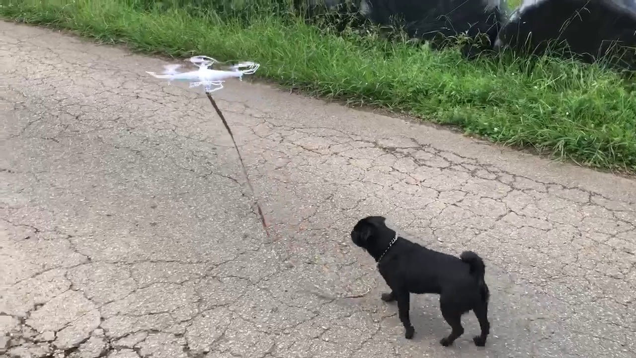 Walk my pug you drone! - YouTube