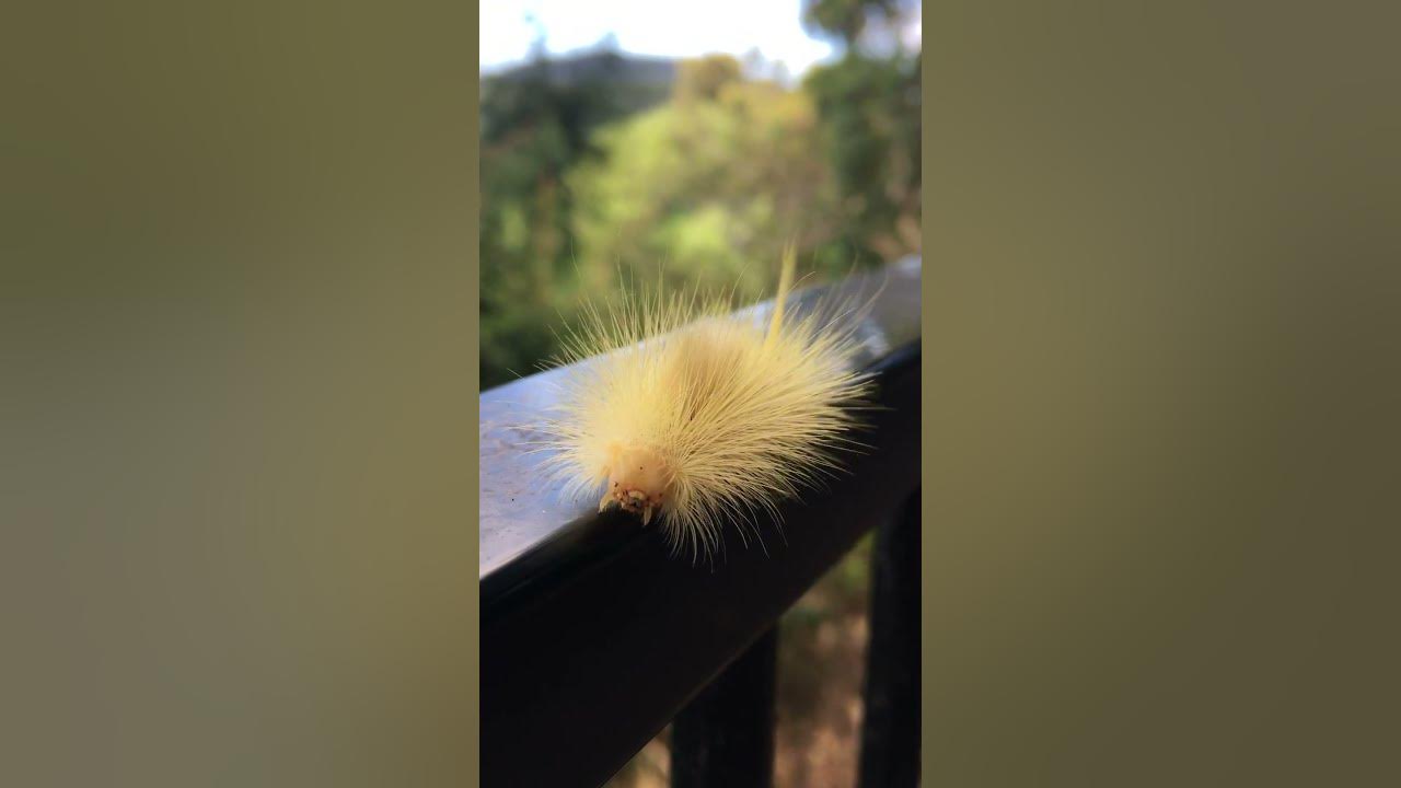 Mystery Creature Crawling Along Balcony - YouTube