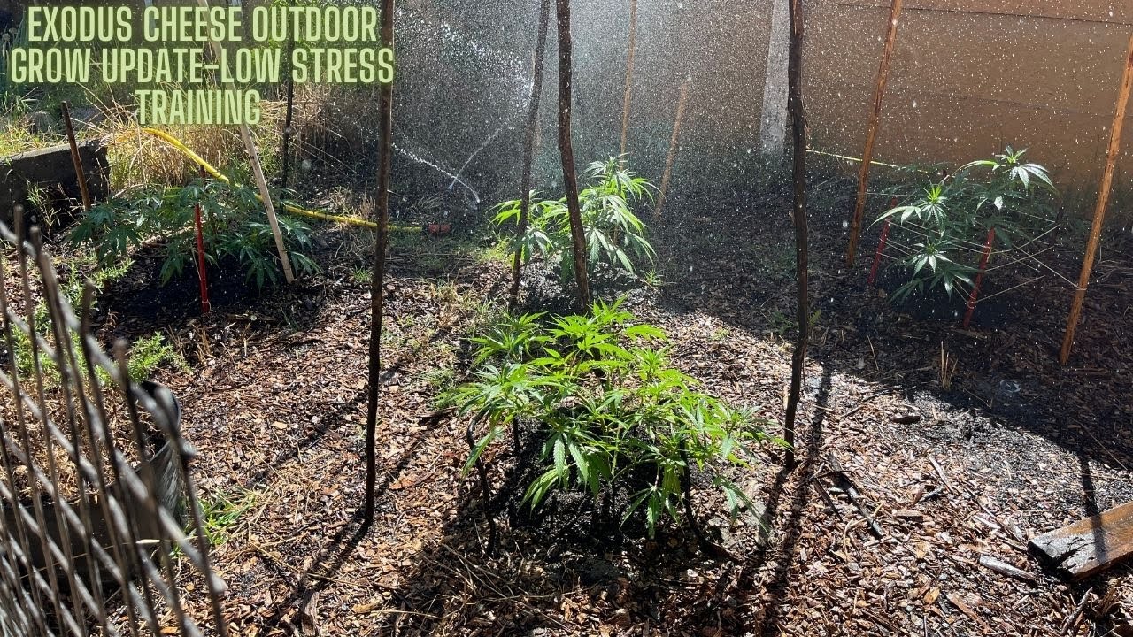 Exodus Cheese-Outdoor Grow-A How To series: Low Stress Training In 4K ...