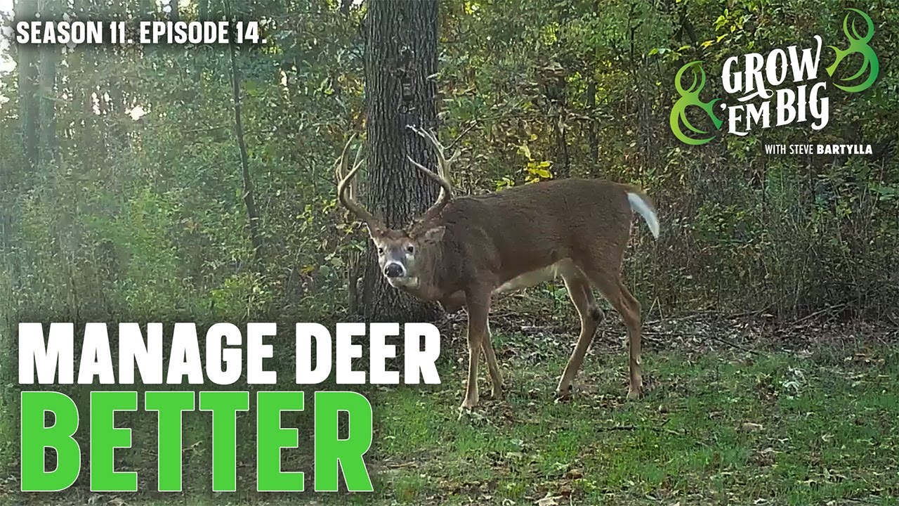 Manage Deer Better With a Full-Circle Approach - YouTube