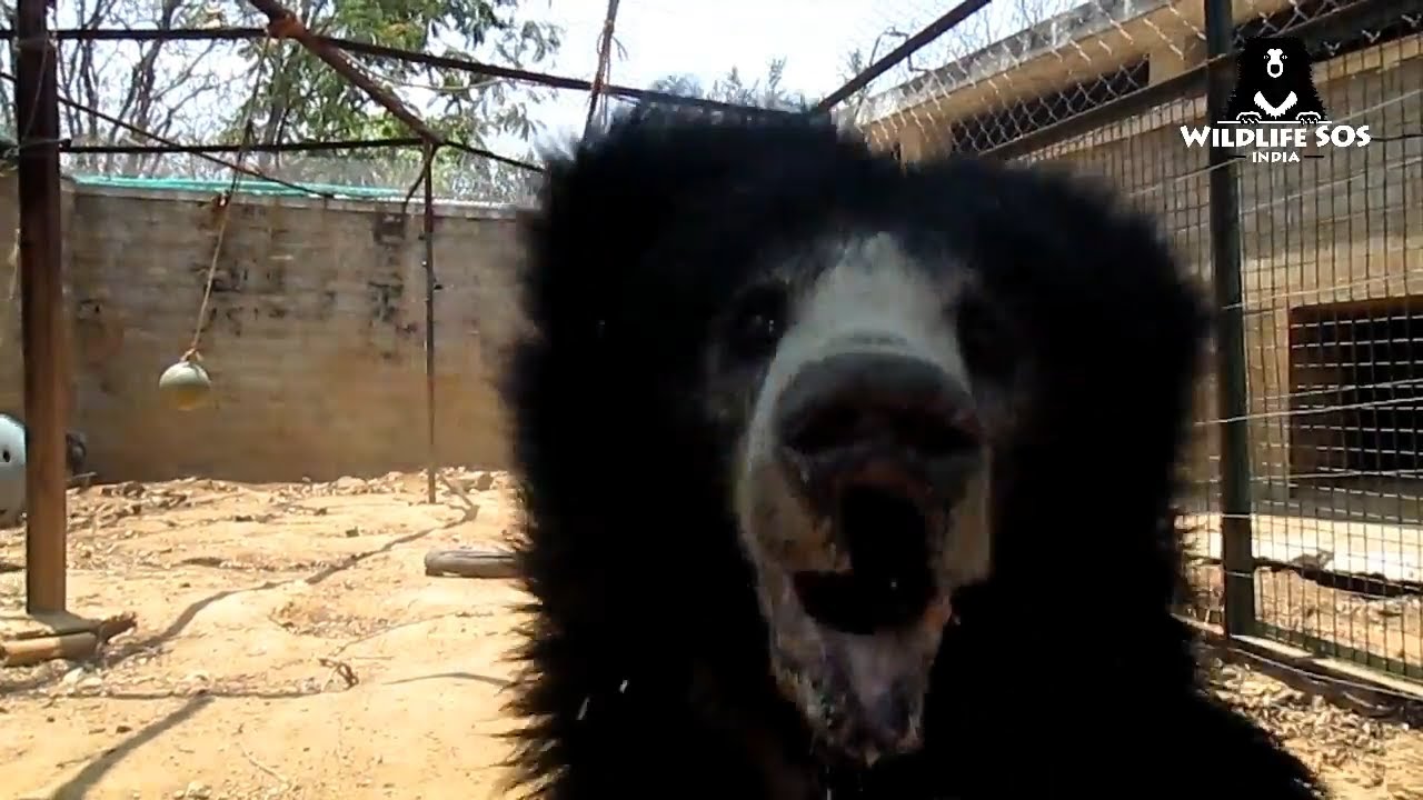 Charging Sloth Bear - YouTube