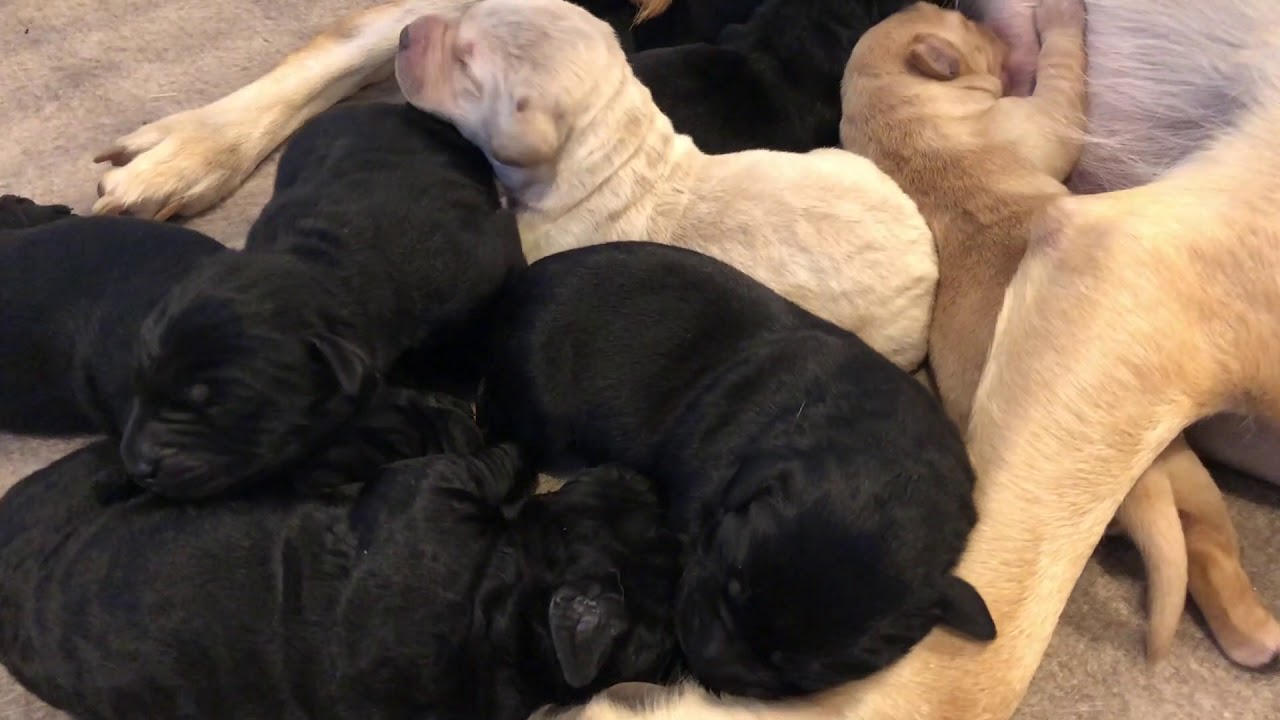 Adele 1-week-old British Labrador Puppies - YouTube