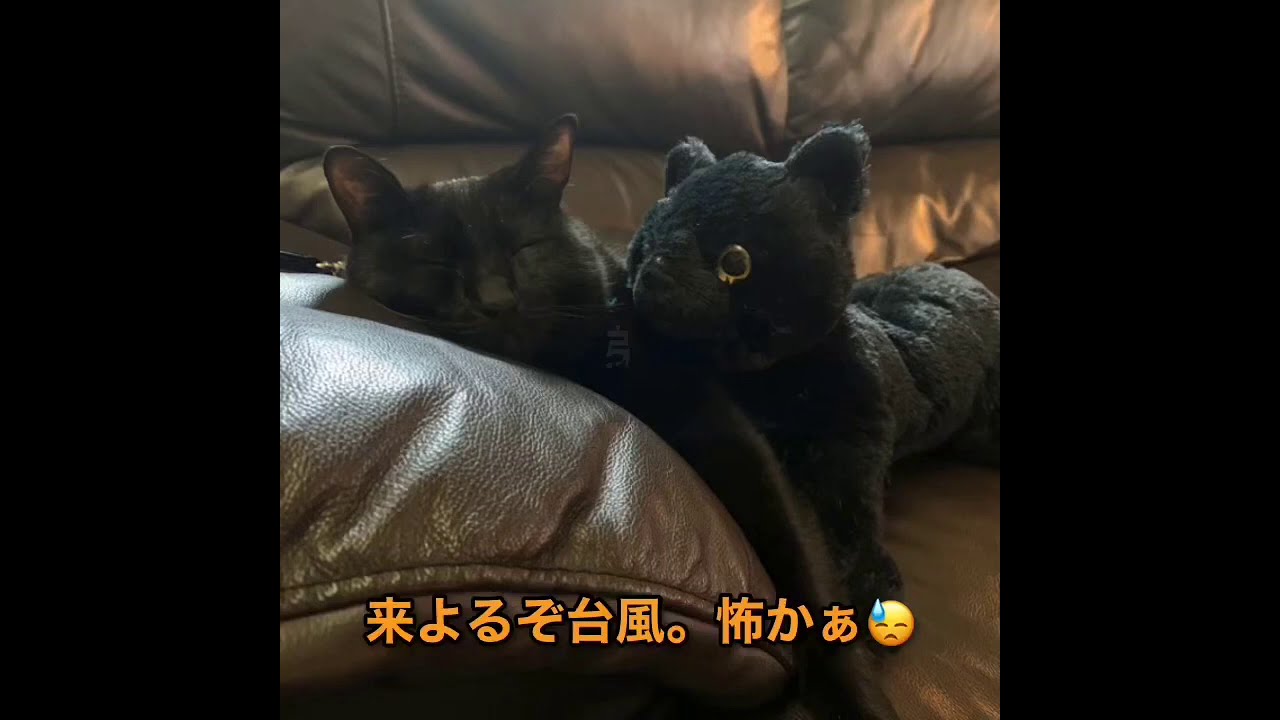 弟 Youtube 3983