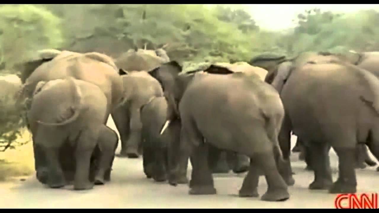 Culling Elephant Herds Haunts Animals for Decades Similar To Human PTSD ...