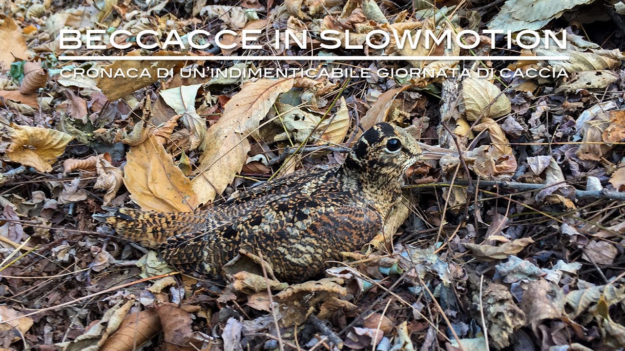 Beccacce in slow motion - YouTube