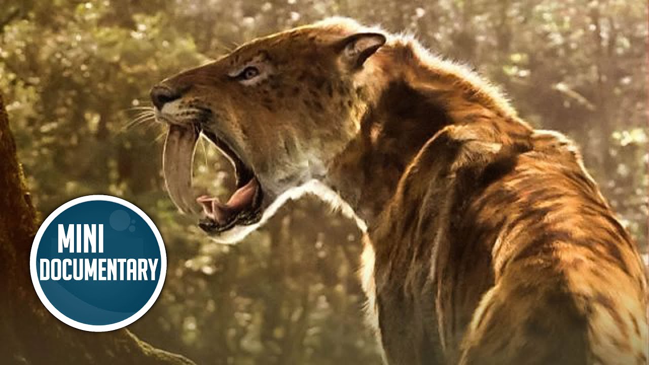Saber-toothed tiger (mini documentary) - YouTube