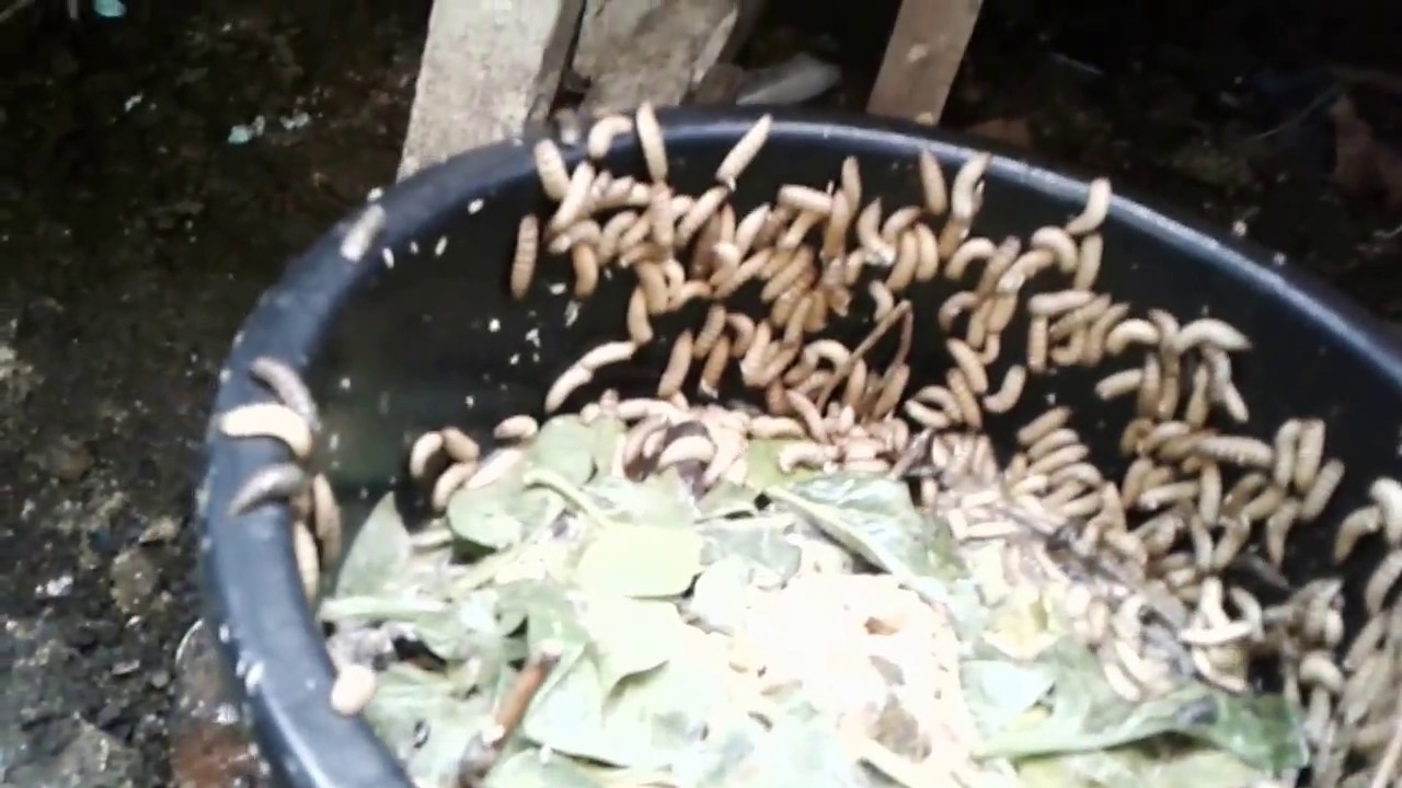 WOW SO MANY Black soldier fly Maggots (free food for the chickens ...