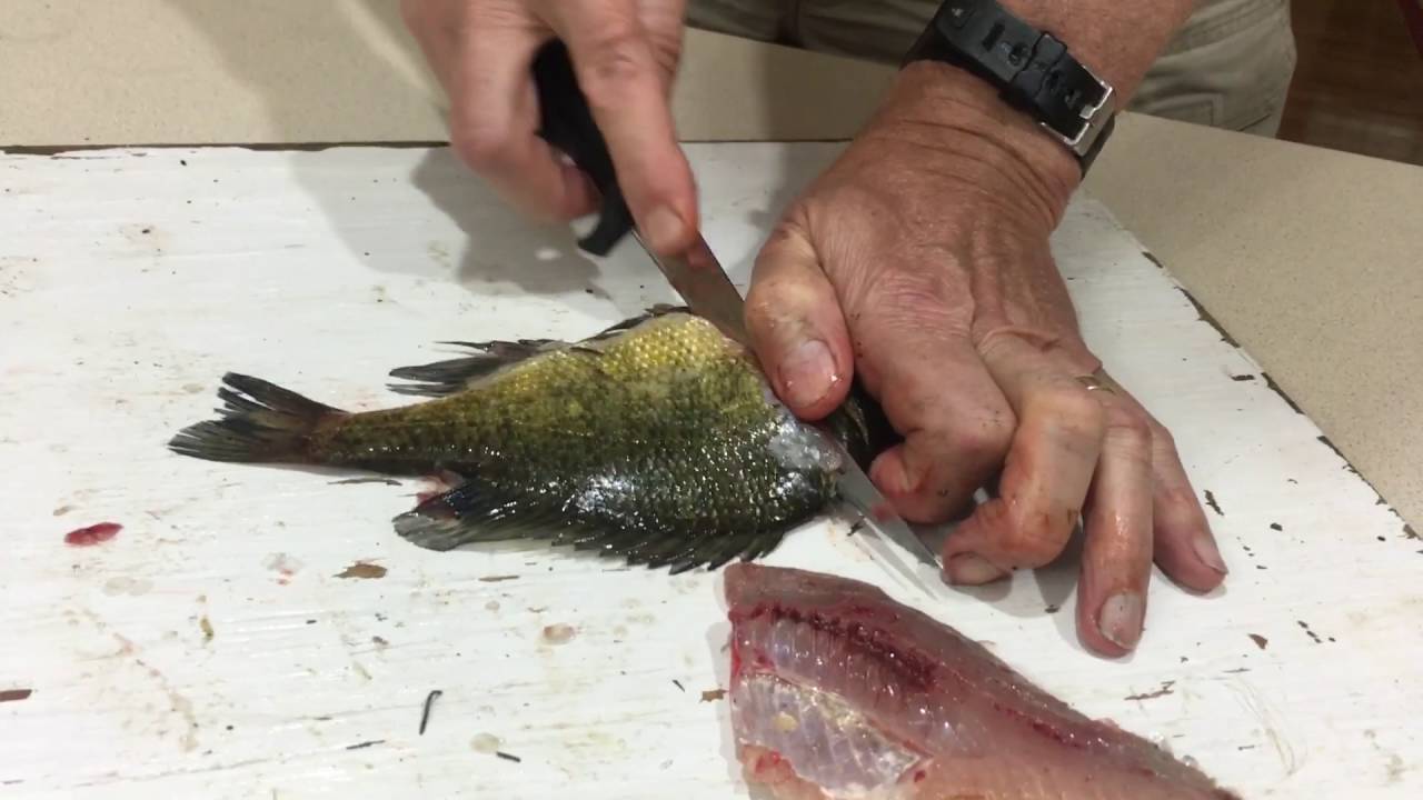 How to Fillet a Bluegill/Sunfish - YouTube