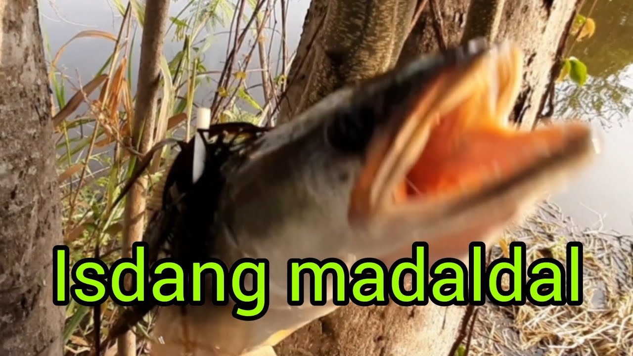 isdang madaldal.#fishing #carpfishing #tiksayfishing @kaliskishunter ...