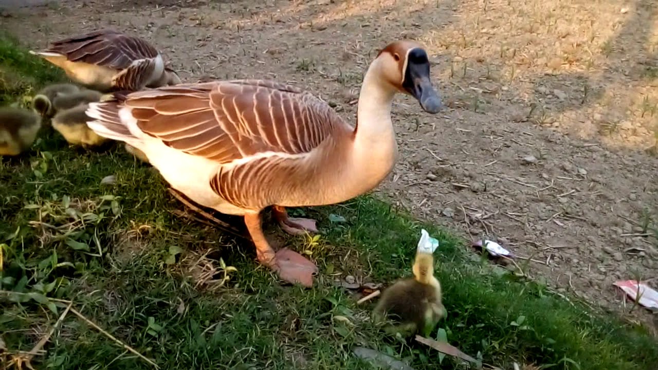 RAJA HASH রাজা হাঁস পালন করিবেন কি ভাবে ০১৯৫২০২১৮৬৬ - YouTube