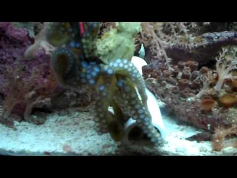 octopus vs. goldfish - YouTube