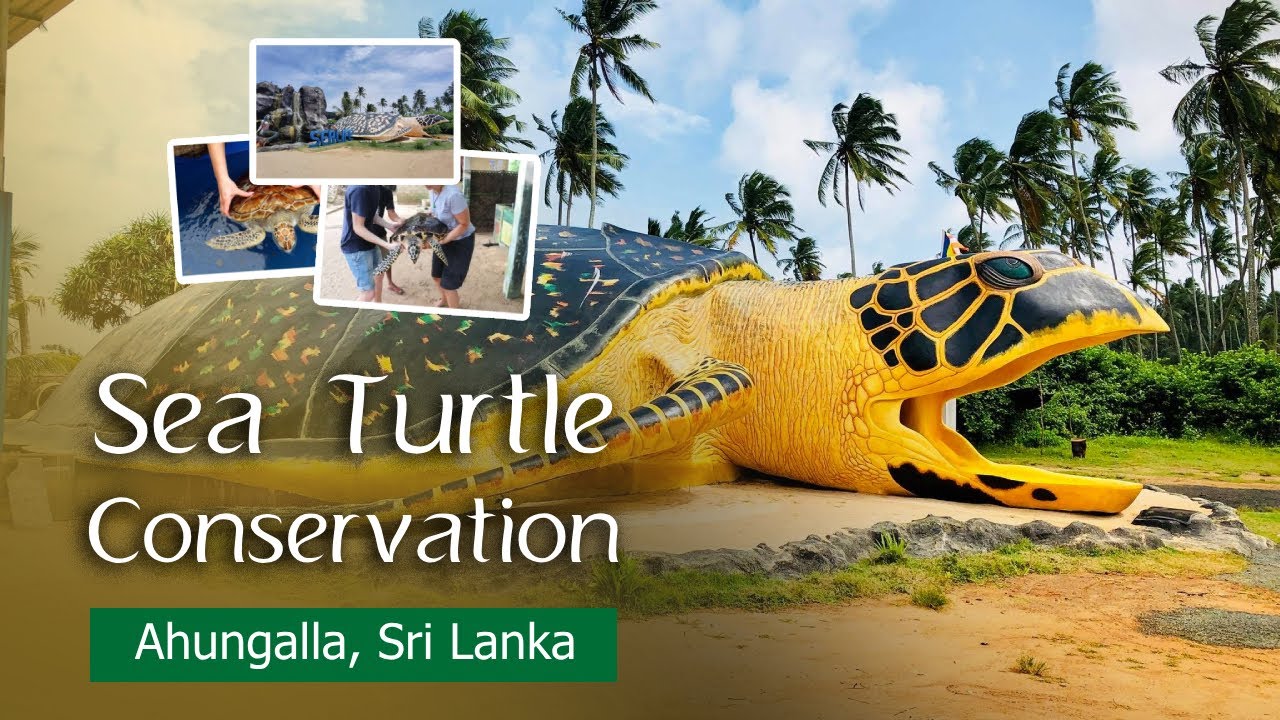 Sea Turtle Conservation and Research Center - Ahungalla, Sri Lanka ...
