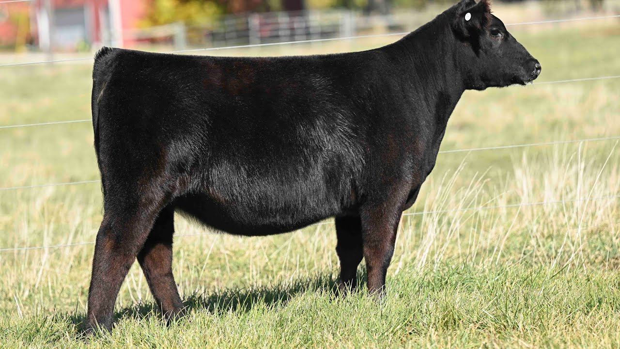 Dameron Angus: Lot 34 - YouTube