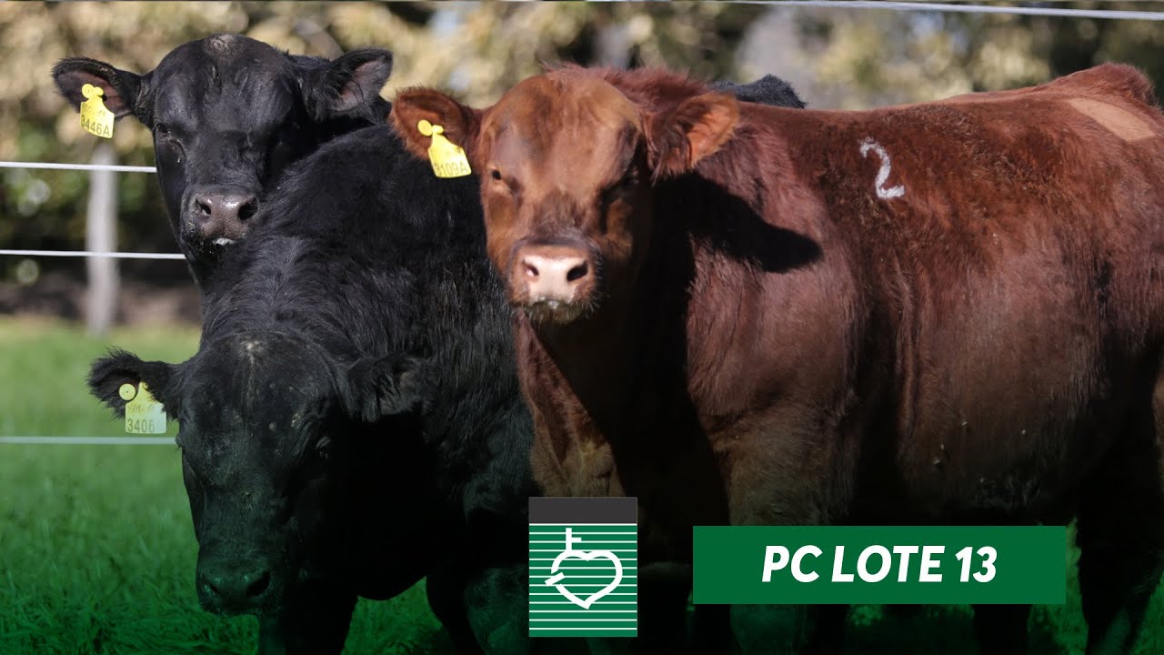 PC Lote 13 - YouTube