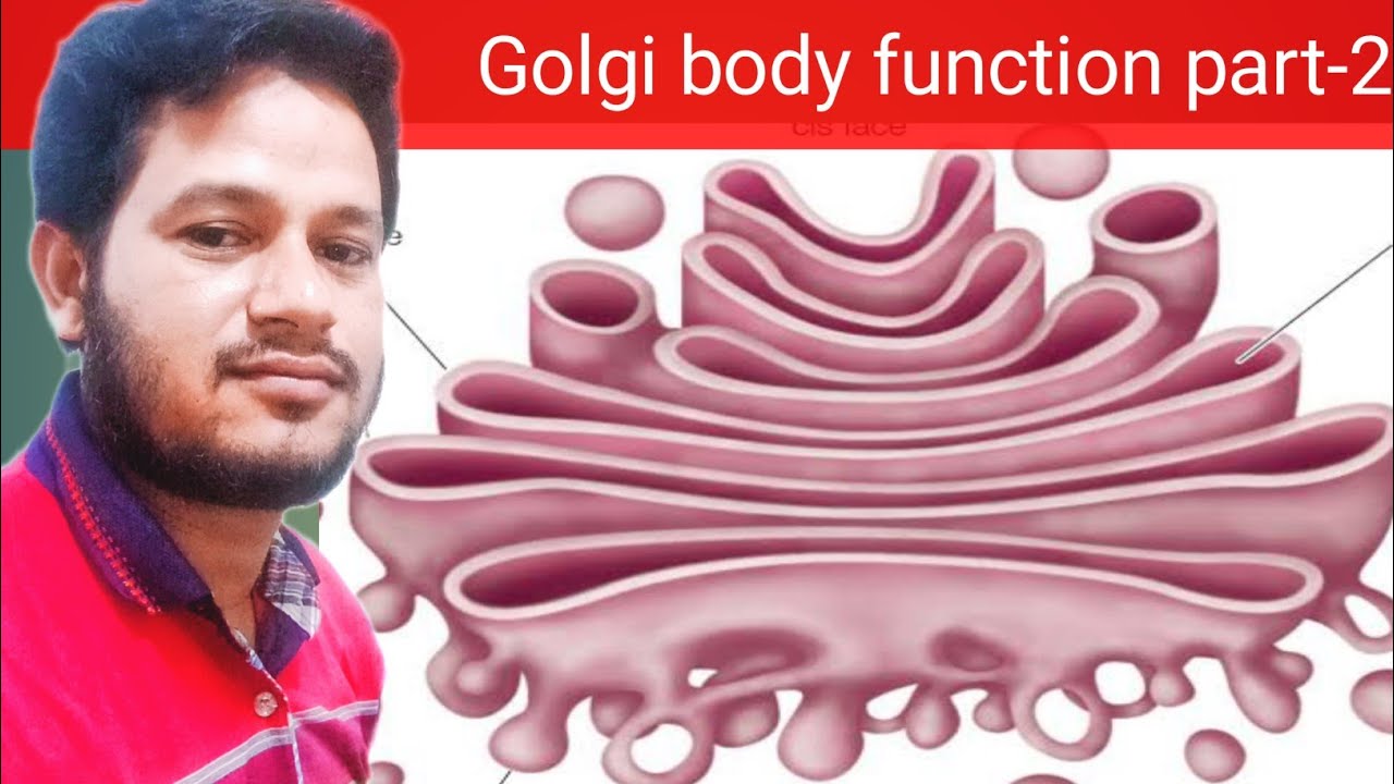 Golgi body functions - golgi body part-3 - YouTube
