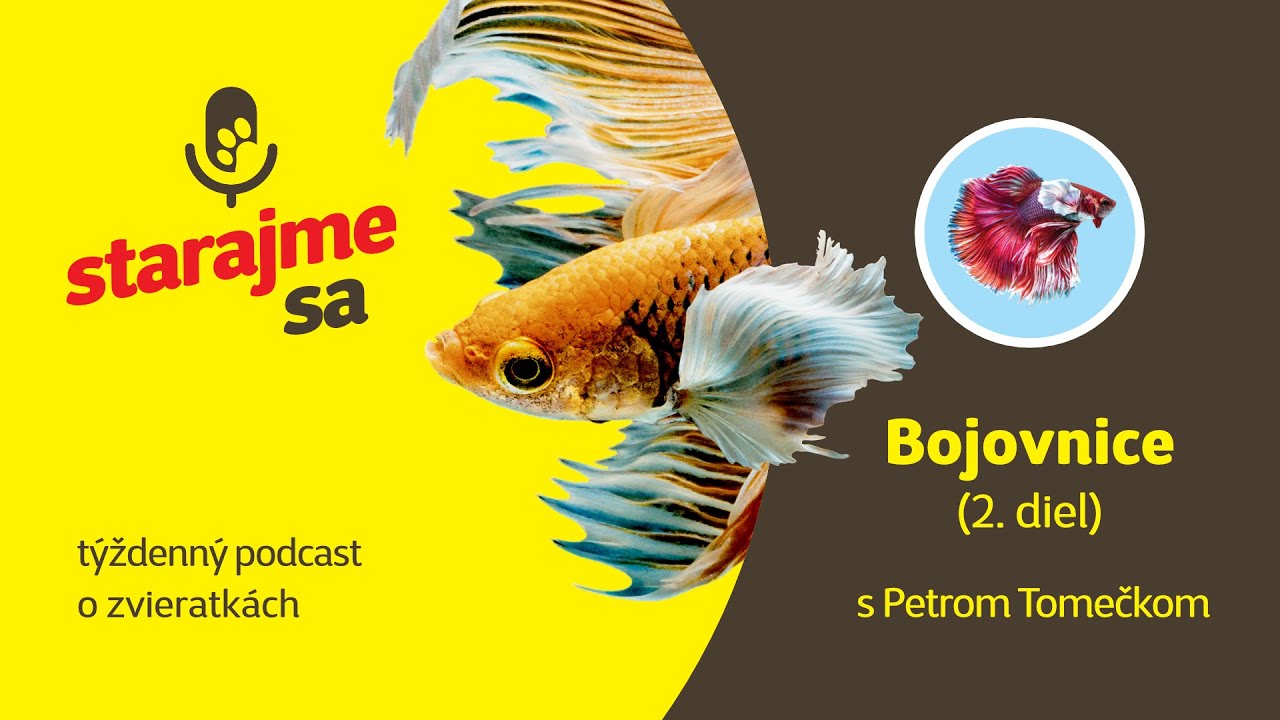 Starajme sa | Akvaristika: Bojovnice 2.časť - YouTube