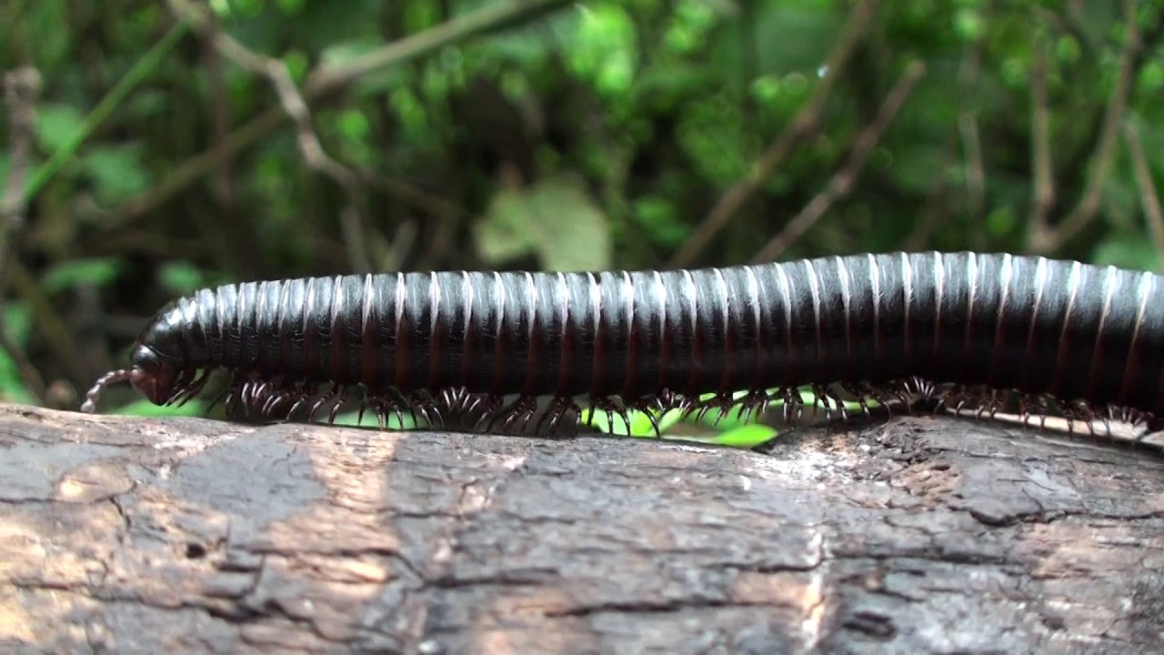 Giant African millipede Archispirostreptus gigas, or Shongololo Parc ...