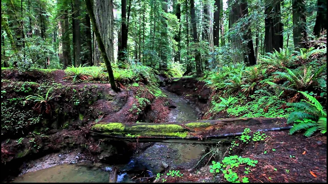 A sounds of a mountain stream thru Humboldt Redwoods State Park - YouTube