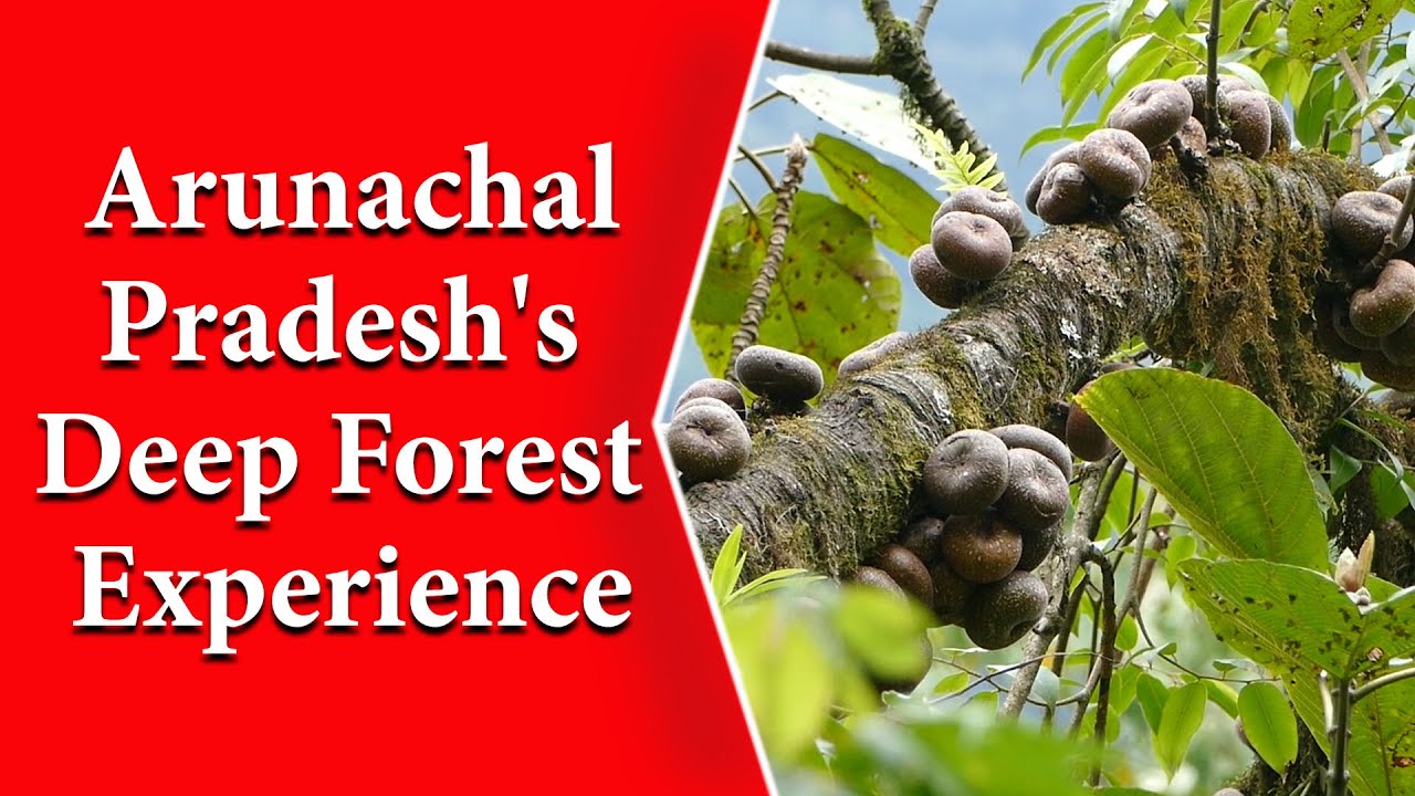 Arunachal Pradesh's Deep Forest Experience, India - YouTube
