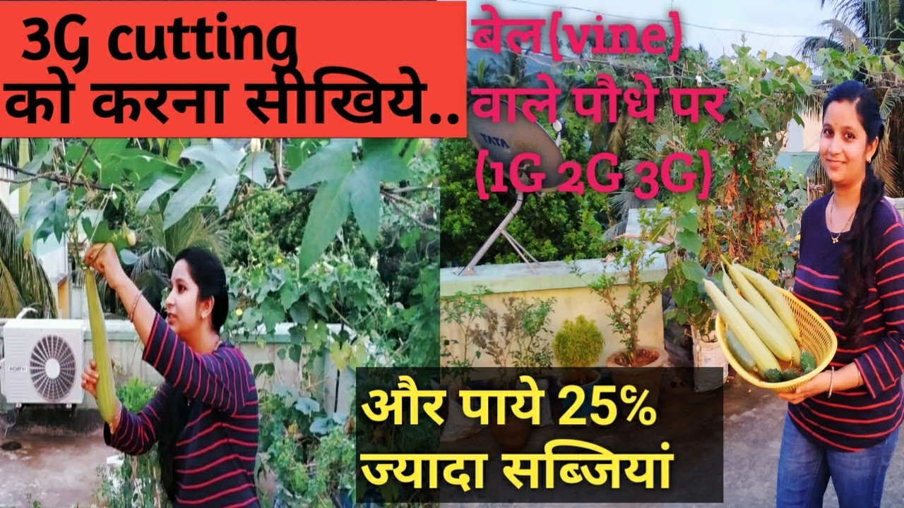 3G cutting से करें कमाल पाये ज्यादा फल/फूल और सब्जियां!! How to do 3G ...