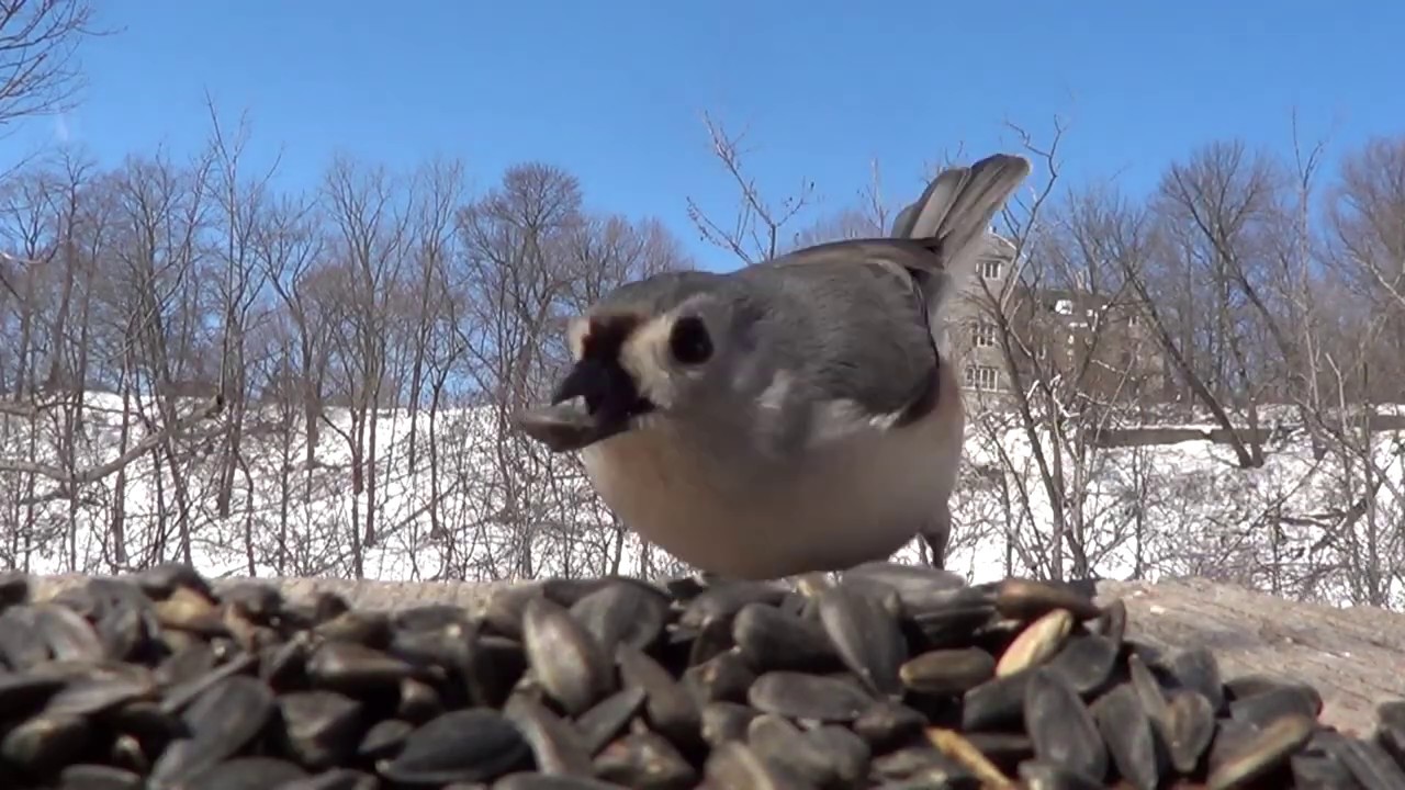 Tufted Titmouse Feeding HQ HD - YouTube