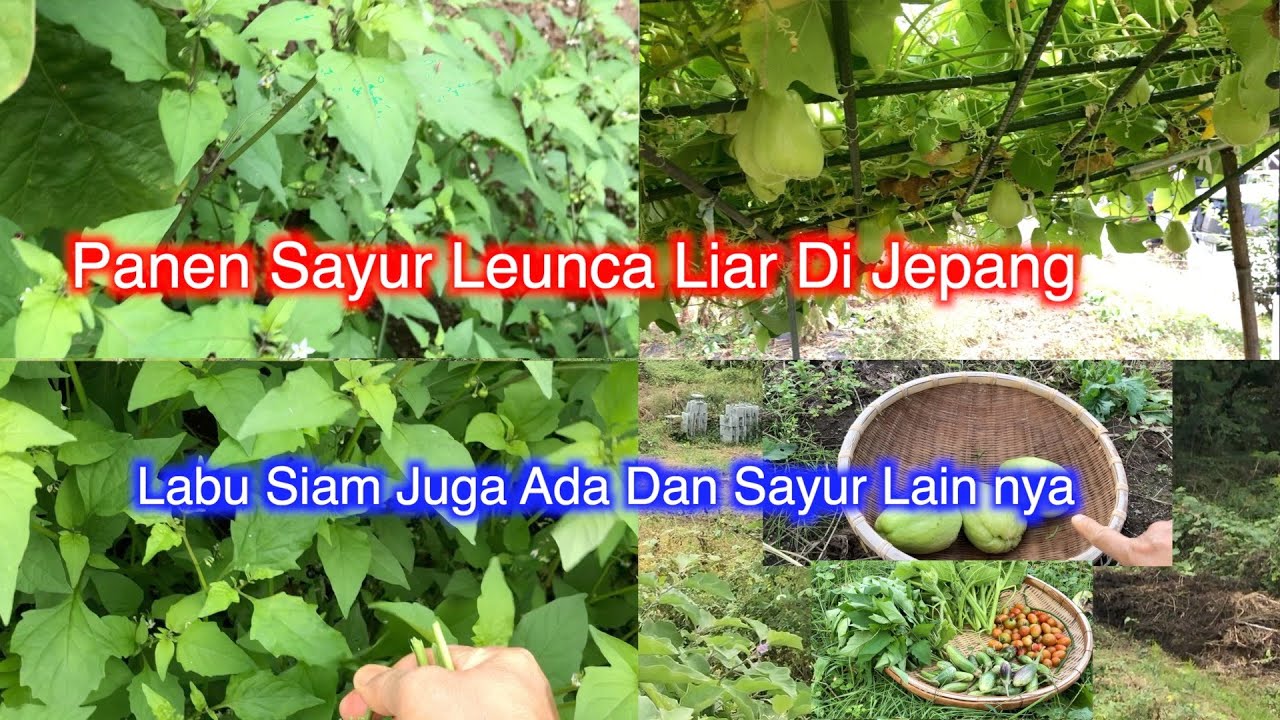 Panen Sayur Leunca Liar Di Jepang , Labu siam Juga Ada Dan Yang Lain ...