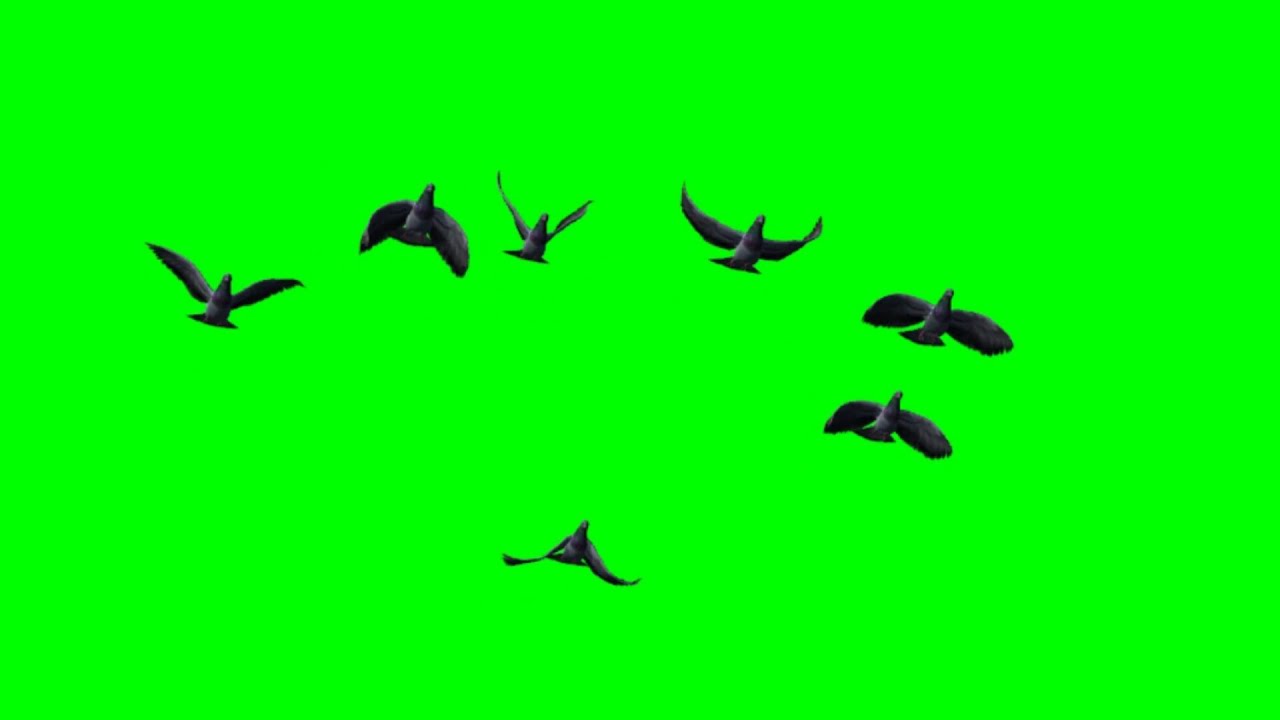 pigeons fly - 3 different views green screen - YouTube