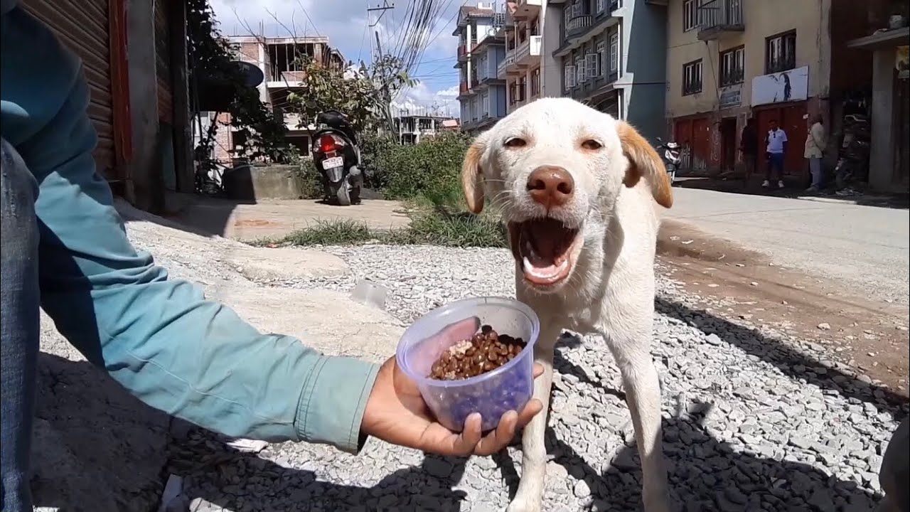 The smiling face of stray dogs ️ Their happy reaction after giving them ...