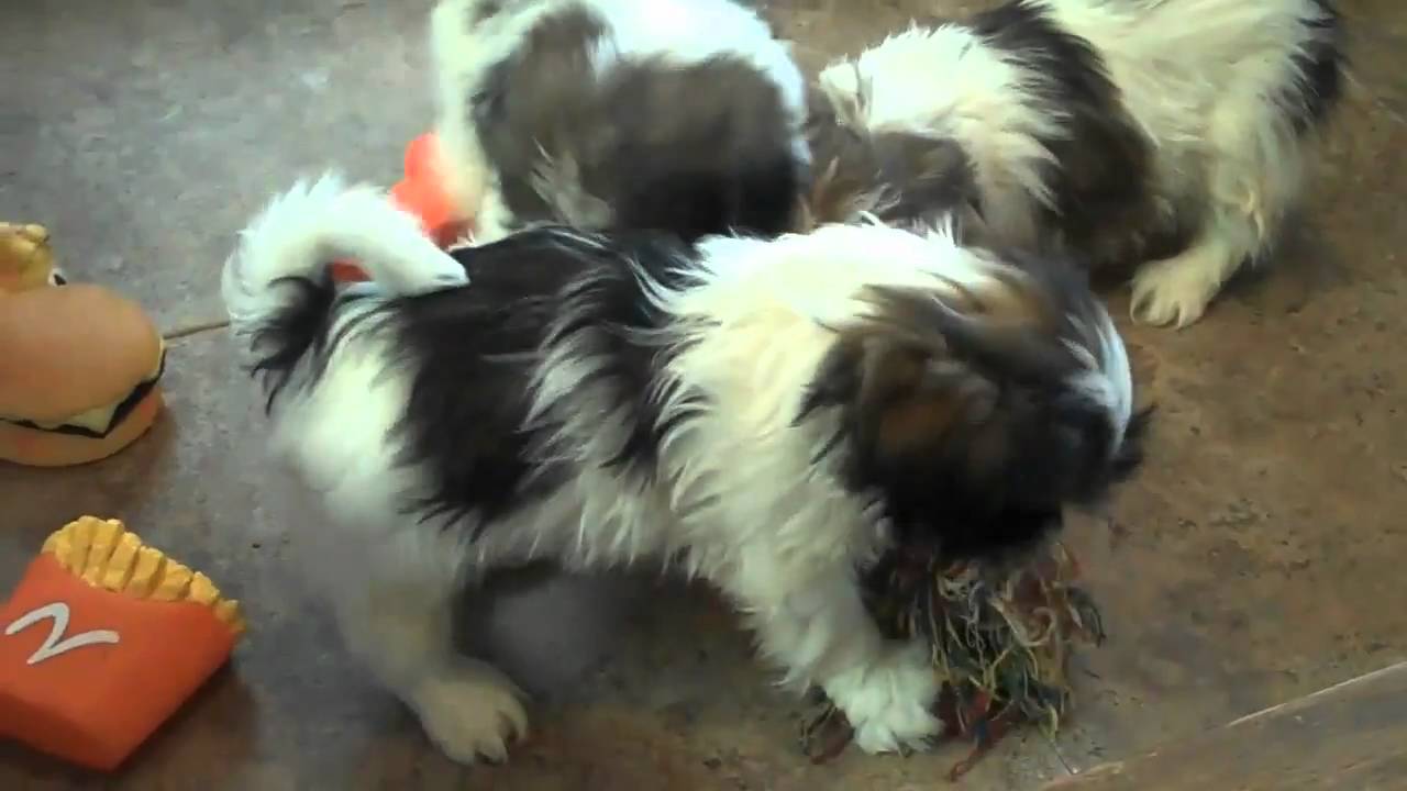 Shih Tzu Puppies Playing Tess M 4-23-11 - YouTube