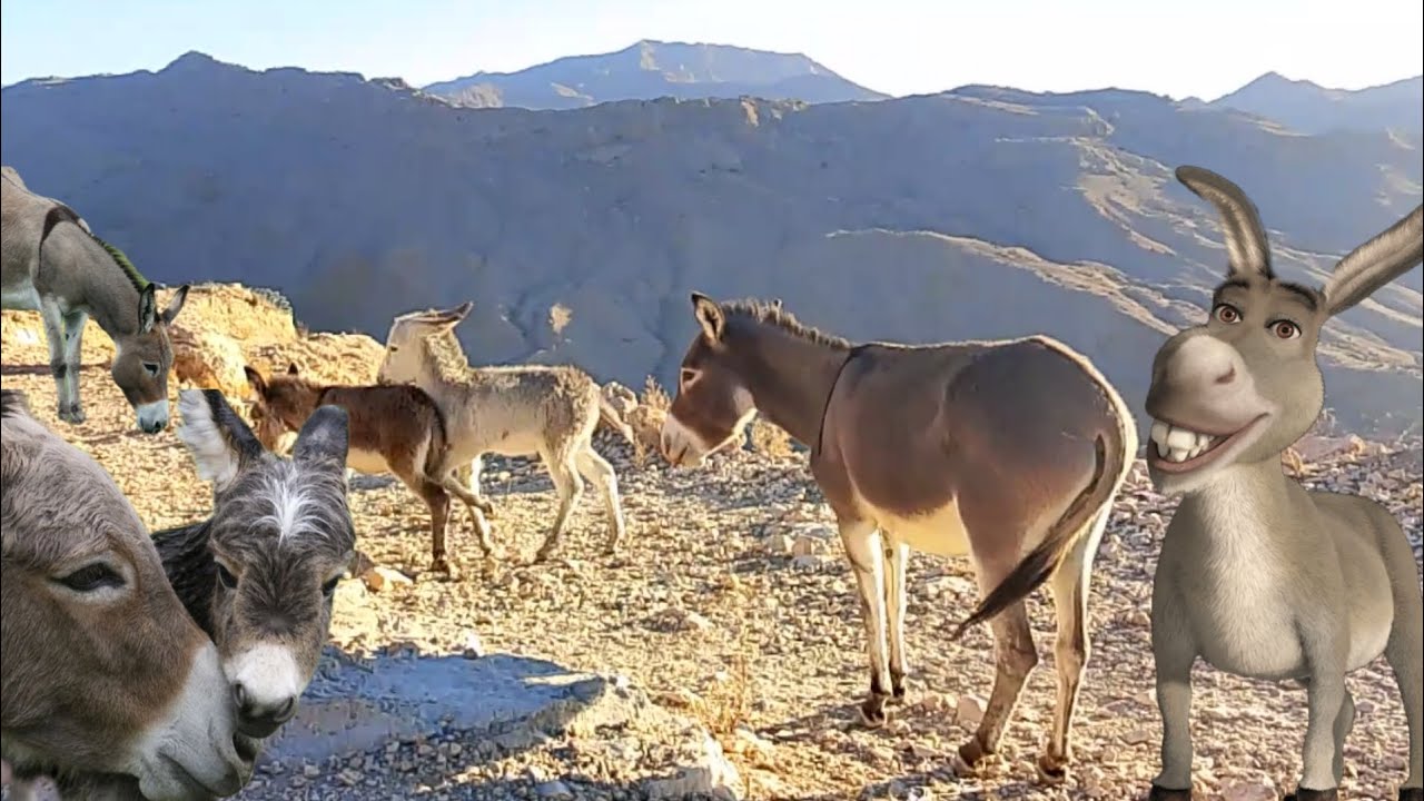 Donkey funny donkey baby playing donkey | donkey donkey funny | donkey ...