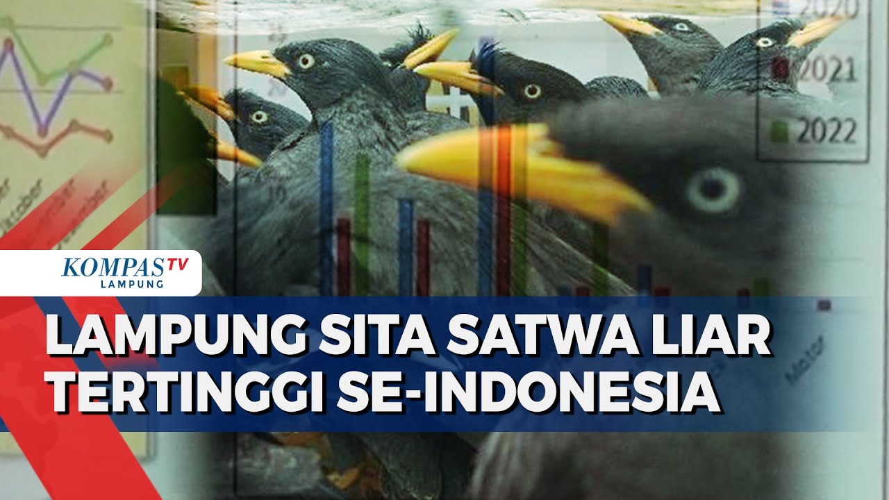 Lampung Sita Satwa Liar Tertinggi se-Indonesia - YouTube