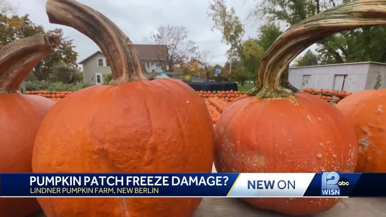 Pumpkin patch protects pumpkins from freezing temperatures - YouTube