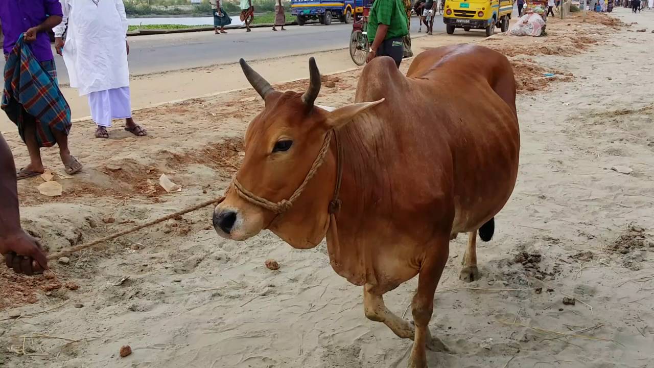 Bosila haat, Qurbani Eid___ 2016 (Part-1) - YouTube