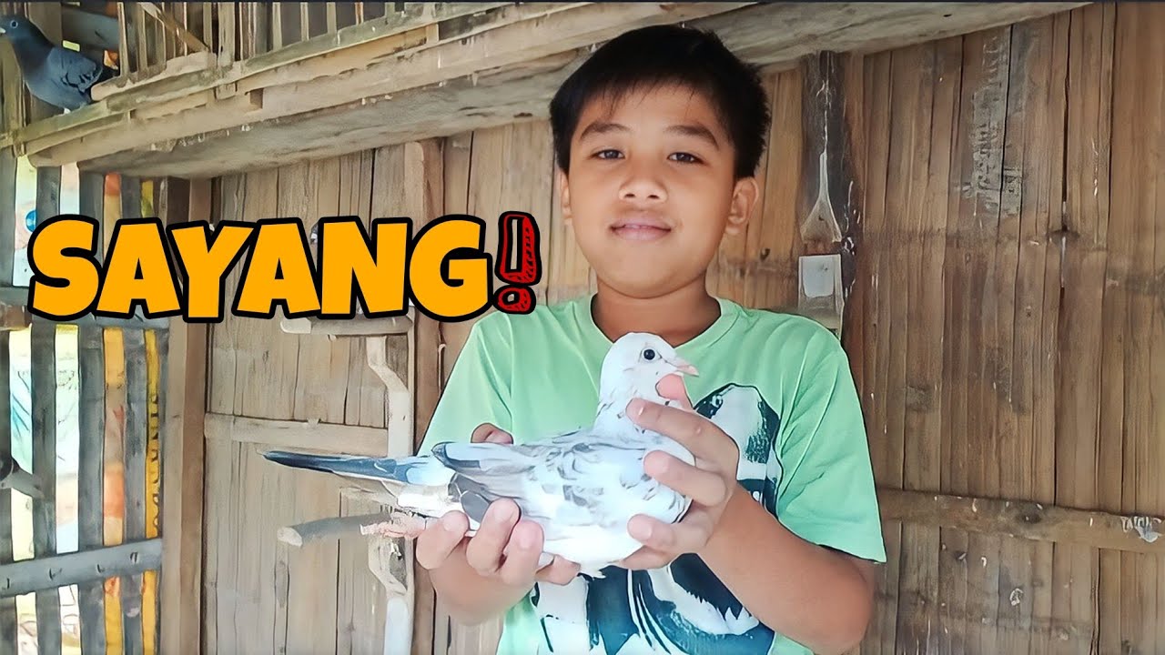 BAGONG BANTAY SA LOFT #kalapati #pigeon - YouTube
