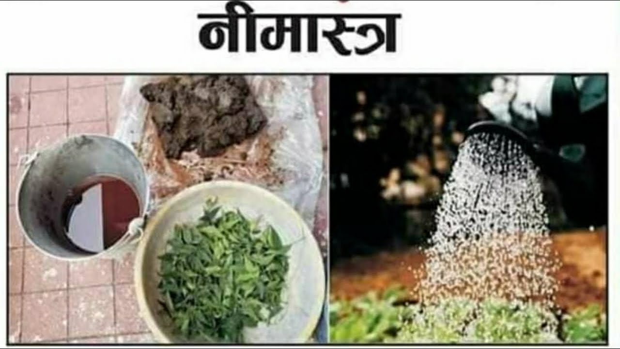 Nimastra | Banane ki vidhi avam upyog | Jaivik kitnashak - YouTube