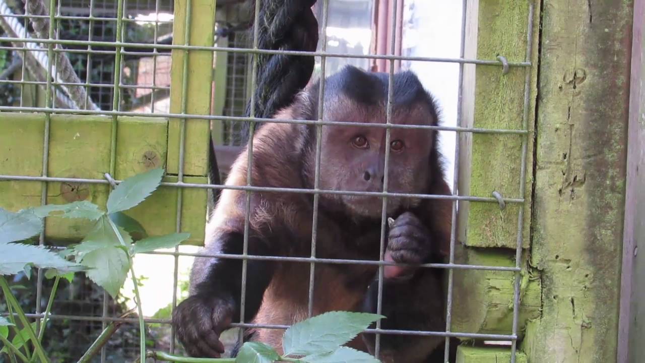 The Monkey Sactuary, Cornwall - YouTube