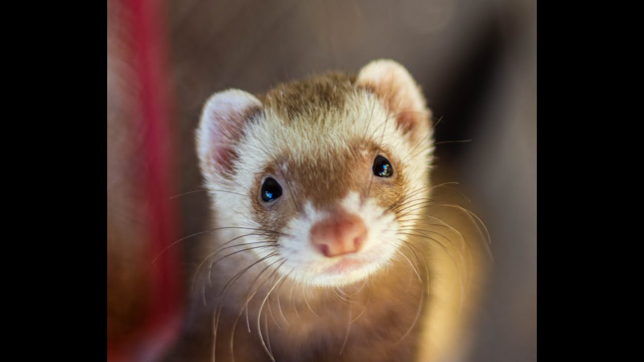 FURETTI - Visitiamo l'allevamento amatoriale Black Ferrets - YouTube