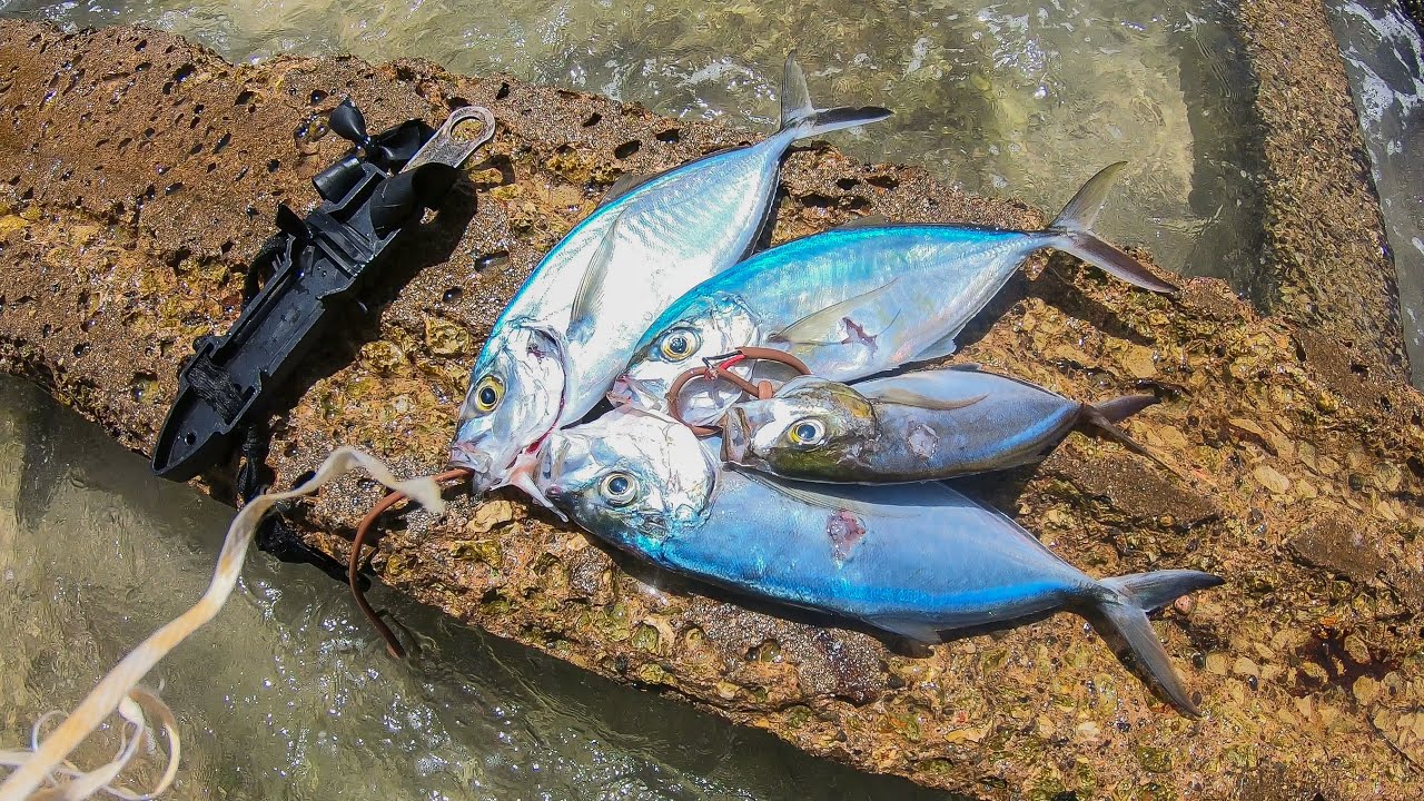 Jack Fish Running - Spearfishing Catch ,N' Cook - YouTube