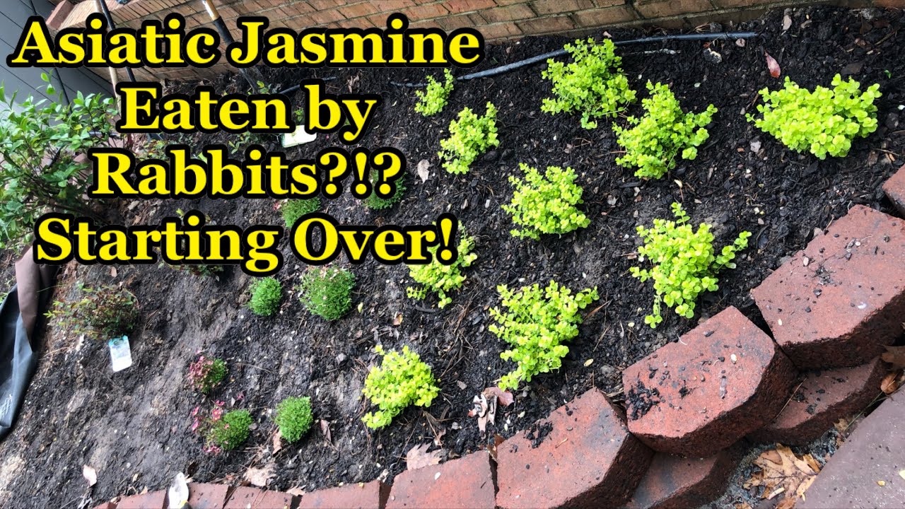 Asiatic Jasmine Eaten By Rabbits! Starting Over w/Creeping Jenny, St ...