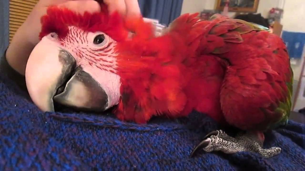 Zaro the Parrot Relaxing By Getting Petted - YouTube